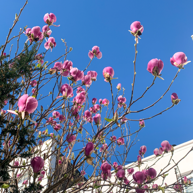 Dr Dubplate feat. Tehmeena & Yemz | Rinse FM